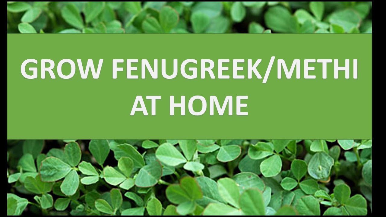 Methi/ Fenugreek Farm at home - YouTube