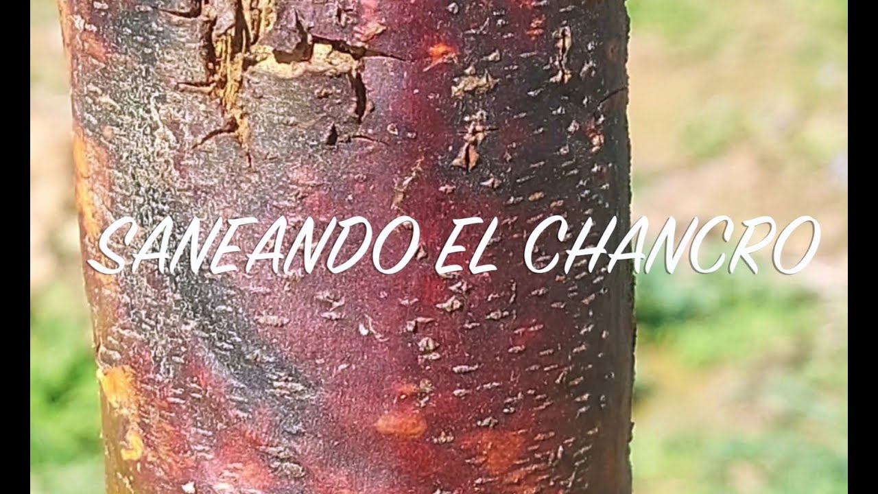 Limpieza de Chancro en Castaño - YouTube