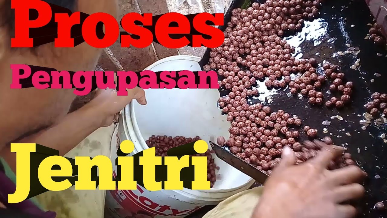 Proses Pengupasan Buah Jeniti dari Kulitnya | petani jenitri Kebumen ...