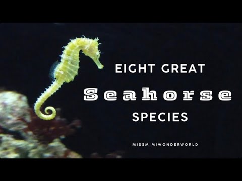 Eight Great Seahorse Species - YouTube