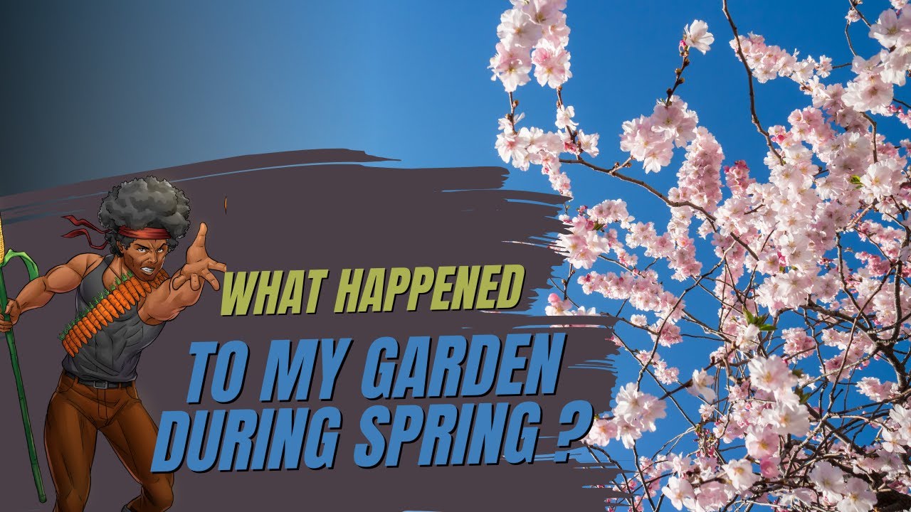 What Happened To My Garden During Spring?#spring #allotment - YouTube