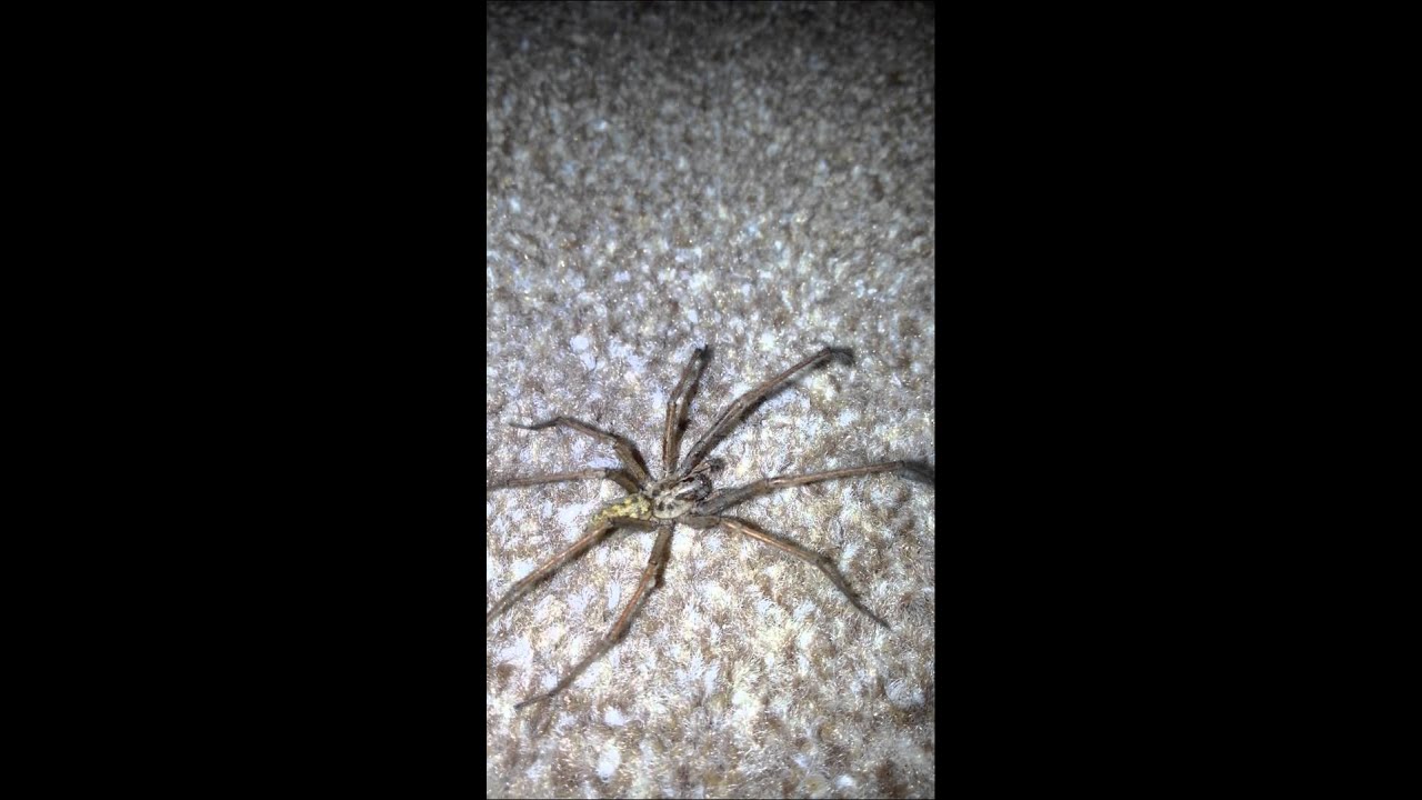 Spider over reaction - YouTube