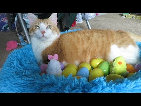 Cat Sits In Easter Eggs - YouTube