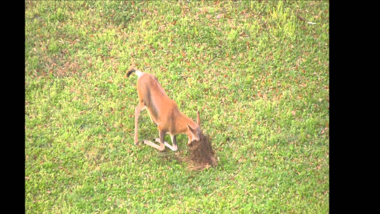 Savannah View at Disney's Animal Kingdom Lodge - YouTube
