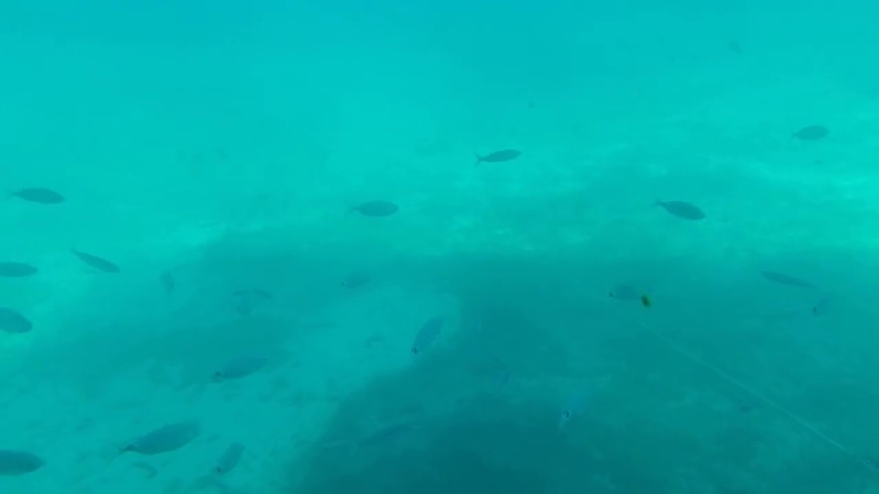 Kurzfilm : Schöne Aufnahmen vom Meeresboden in Kroatien... - YouTube