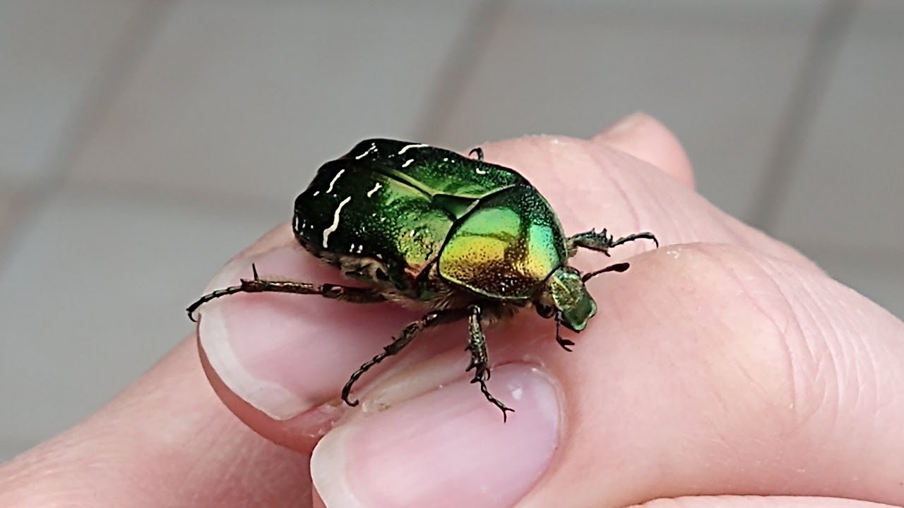 Most beautiful insect of Belgium: the Golden beetle - YouTube