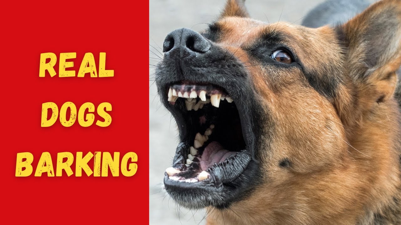 REAL DOGS BARKING Sound Effects High Quality - YouTube