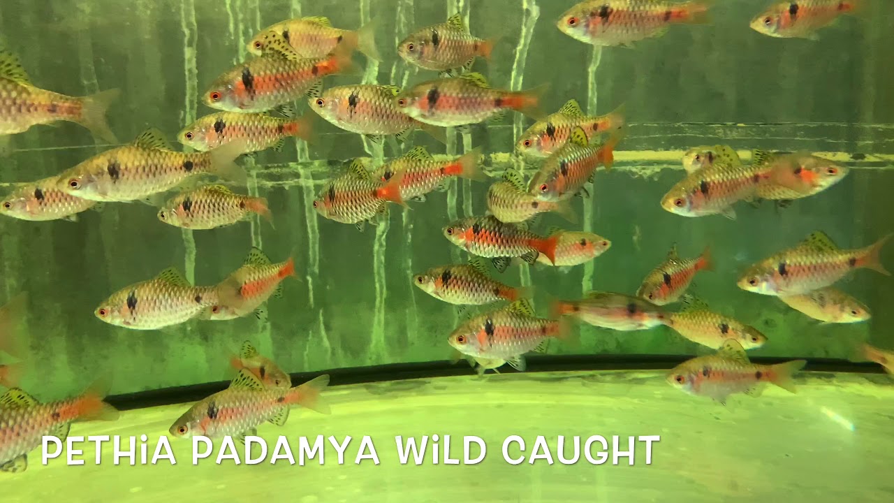 Pethia padamya wild caught - YouTube
