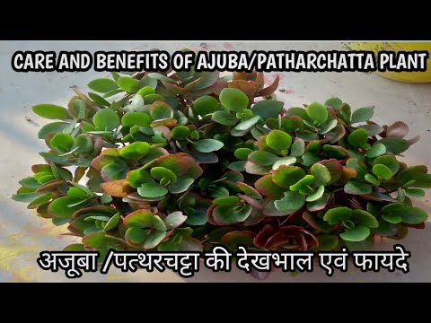 Care & Benefits of Ajuba / Patharchatta Plant || अजूबा/पत्थरचट्टा पौधे ...