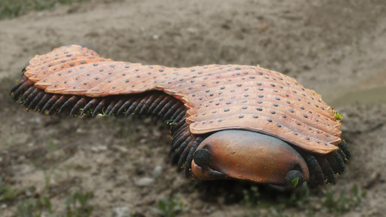 The Biggest Arthropleura Fossil Ever Found | 7 Days of Worm Science ...