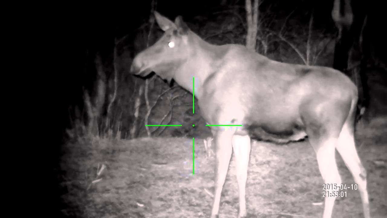 Sweden - Moose at Night | ATN X-Sight Actual Footage - YouTube