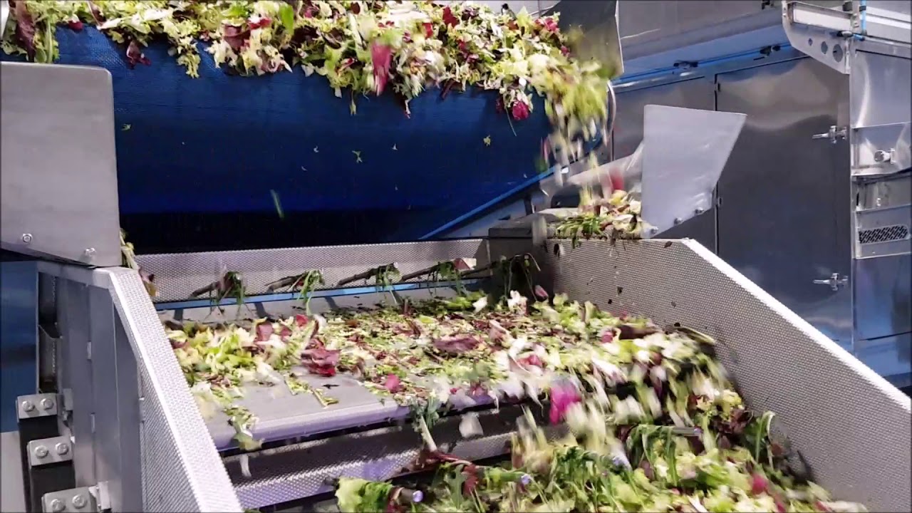 Spray optical sorting machine for gamma IV mixed leaves - YouTube