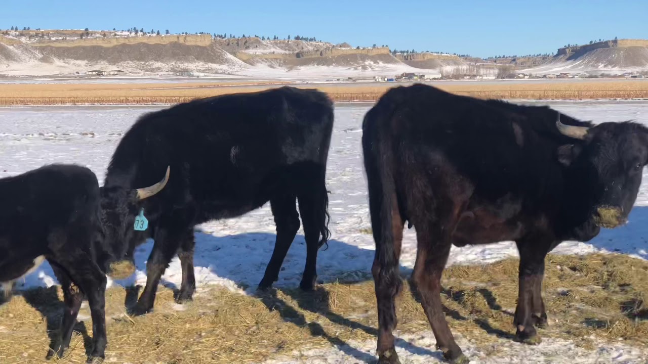 Corriente Cows - YouTube