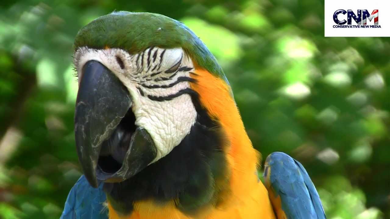 Blue-and-Yellow Macaw up close! - YouTube