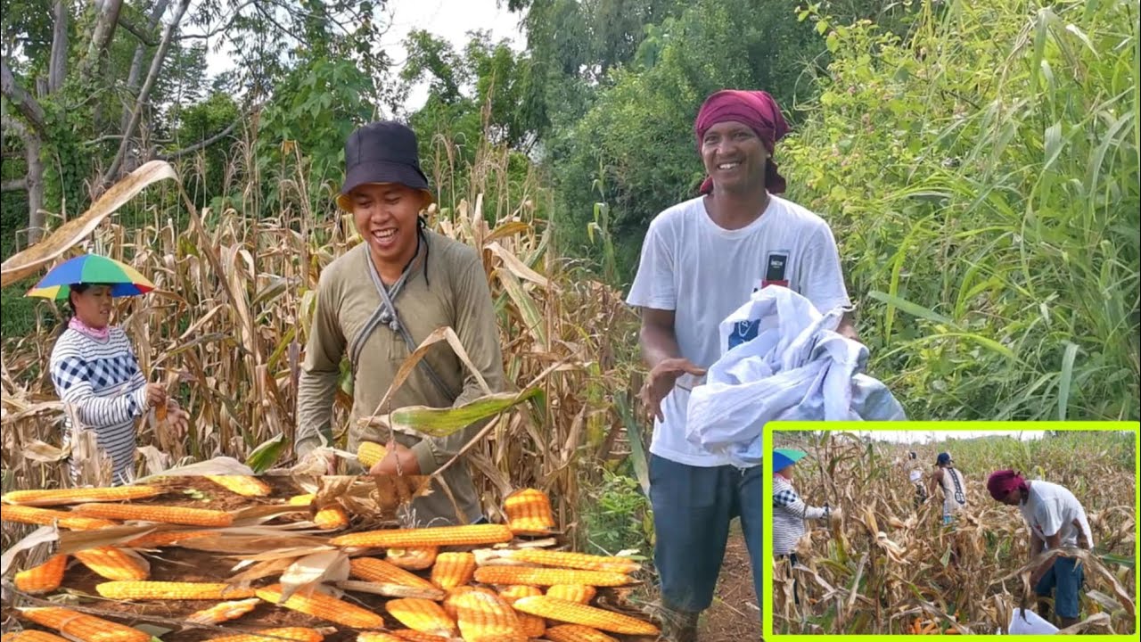 Nagharvest ng Mais ni Kabrader Ambet - YouTube