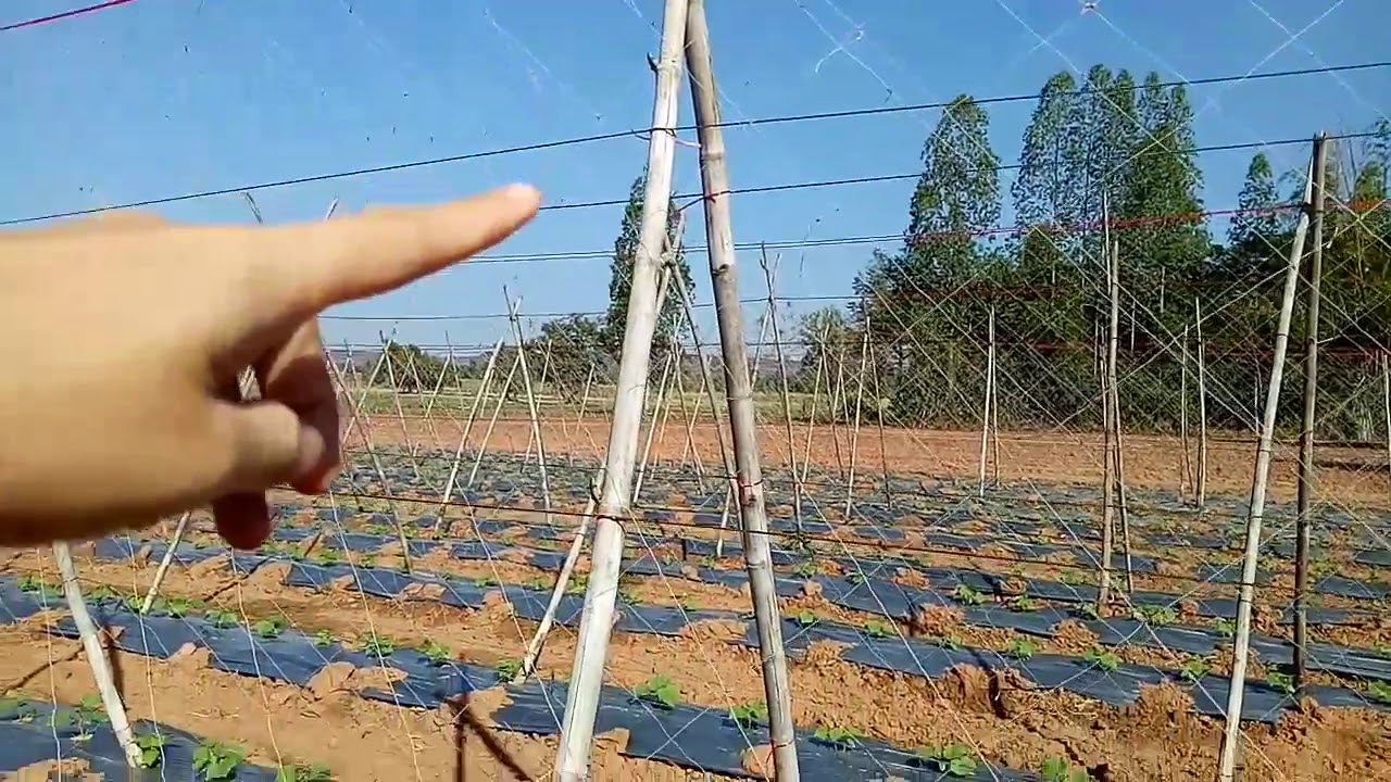เคล็ดลับการทำค้างแตงกวาให้เก็บผลได้เยอะๆ Tips for making a cucumber ...