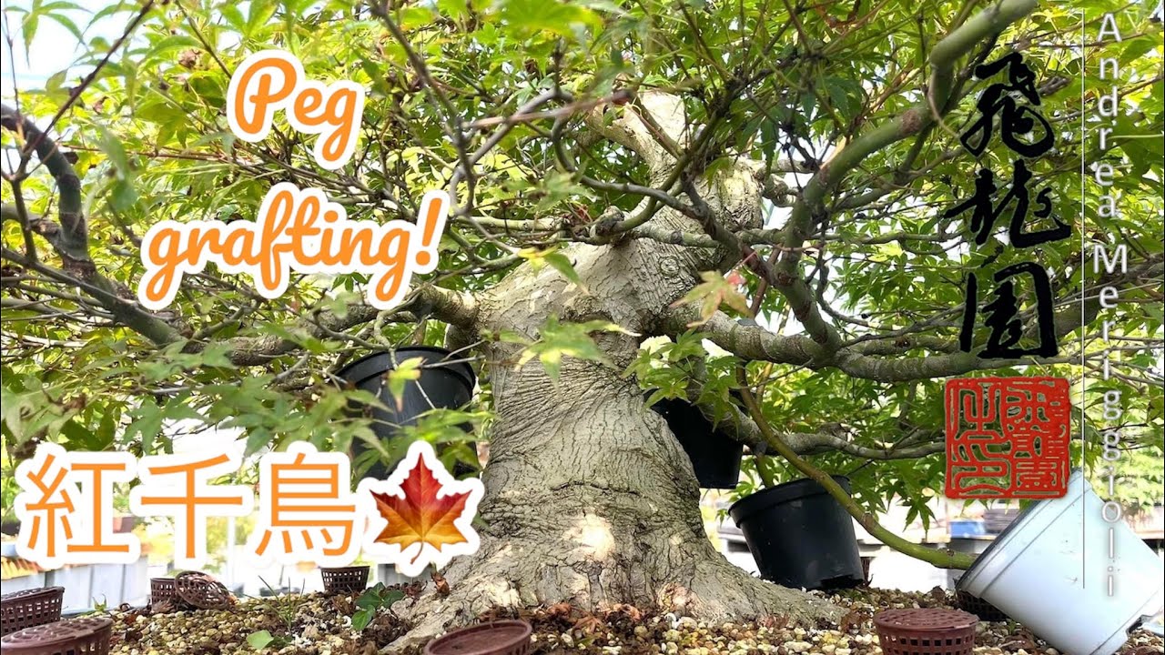 Benichidori Maple update🍁💪🏻 Peg grafting! - YouTube