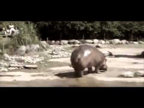 Hippo Explosion Remix - YouTube