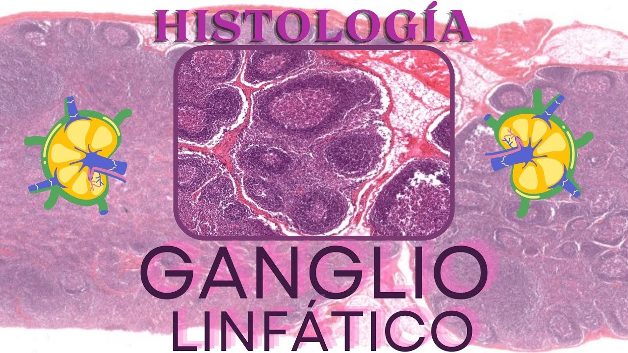 Histología de Ganglio - YouTube