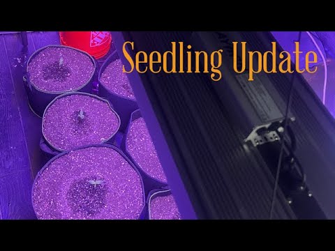 FROM THE SEED UP/HOW TO GROW DOSIDO-GG4 AUTOFLOWERS ORGANICALLY ...