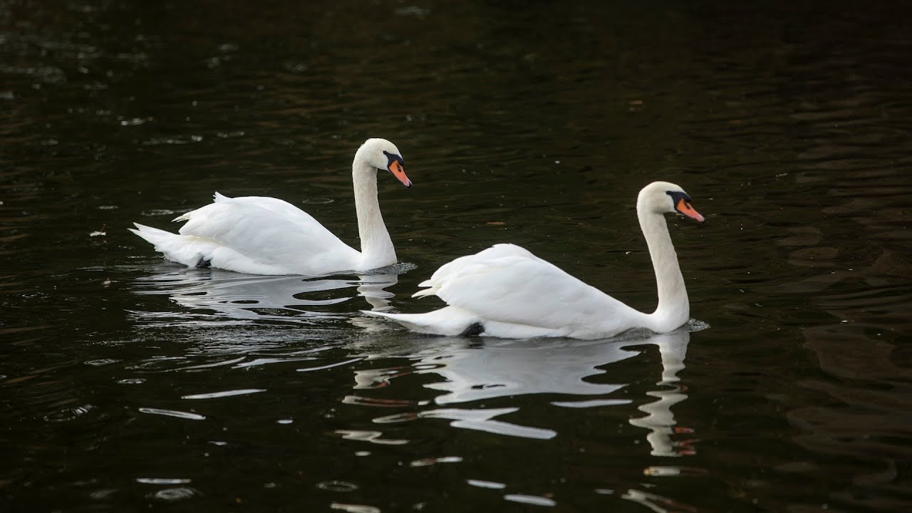 Caring for the Swans on Lake LaVerne at Iowa State University - YouTube