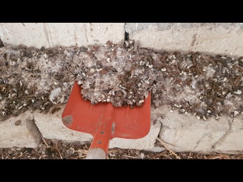 Toyuq peyininin təsərrüfatınıza faydaları. necə hazırlanır?!