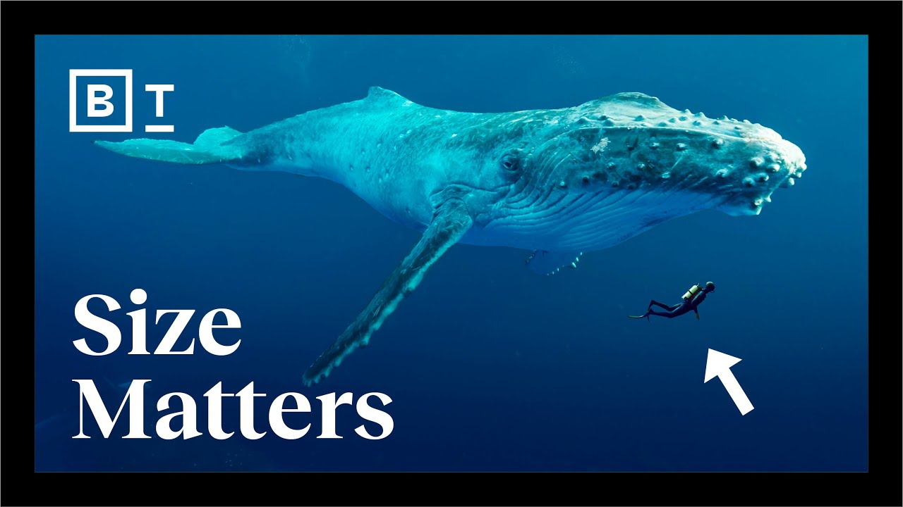 Why do big creatures live longer? | Geoffrey West | Big Think - YouTube