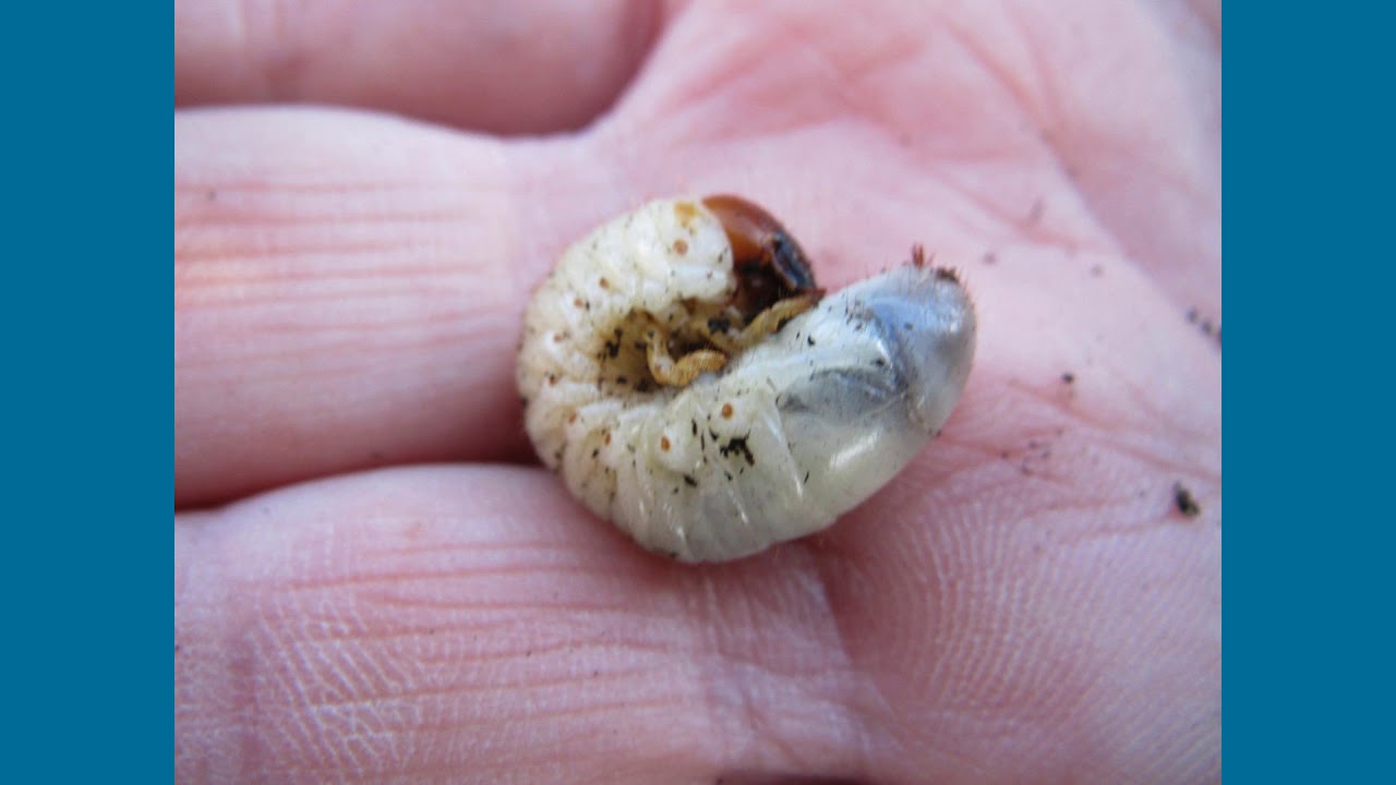 Grub Control Claggetts Mill Hagerstown MD Washington County Maryland ...