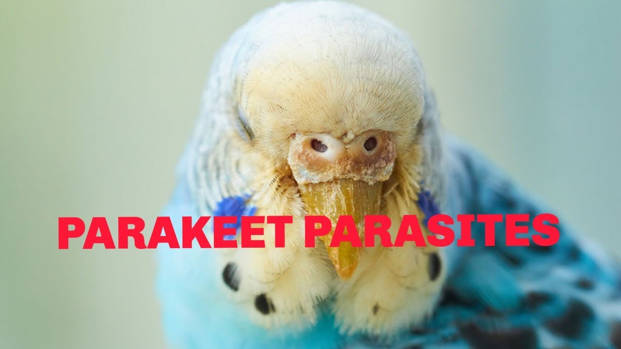 Parakeet Parasites #parakeets #pets #budgies #animals - YouTube