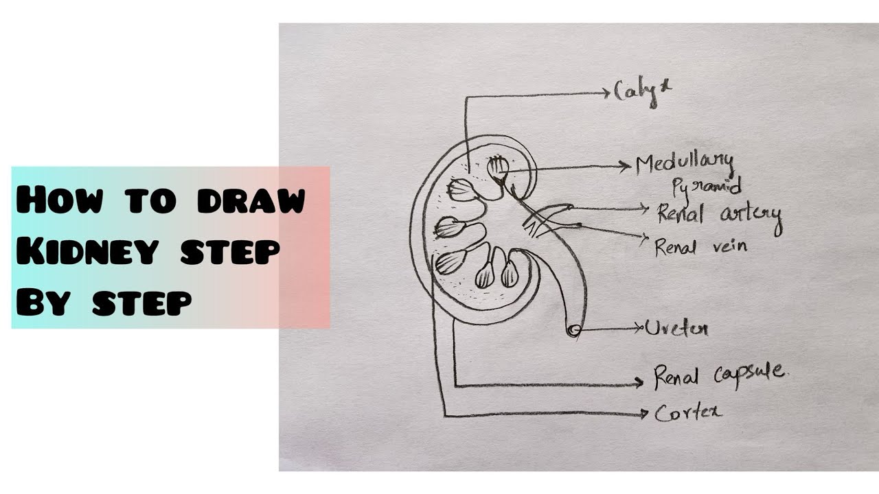 How to Draw Kidney step by step - YouTube