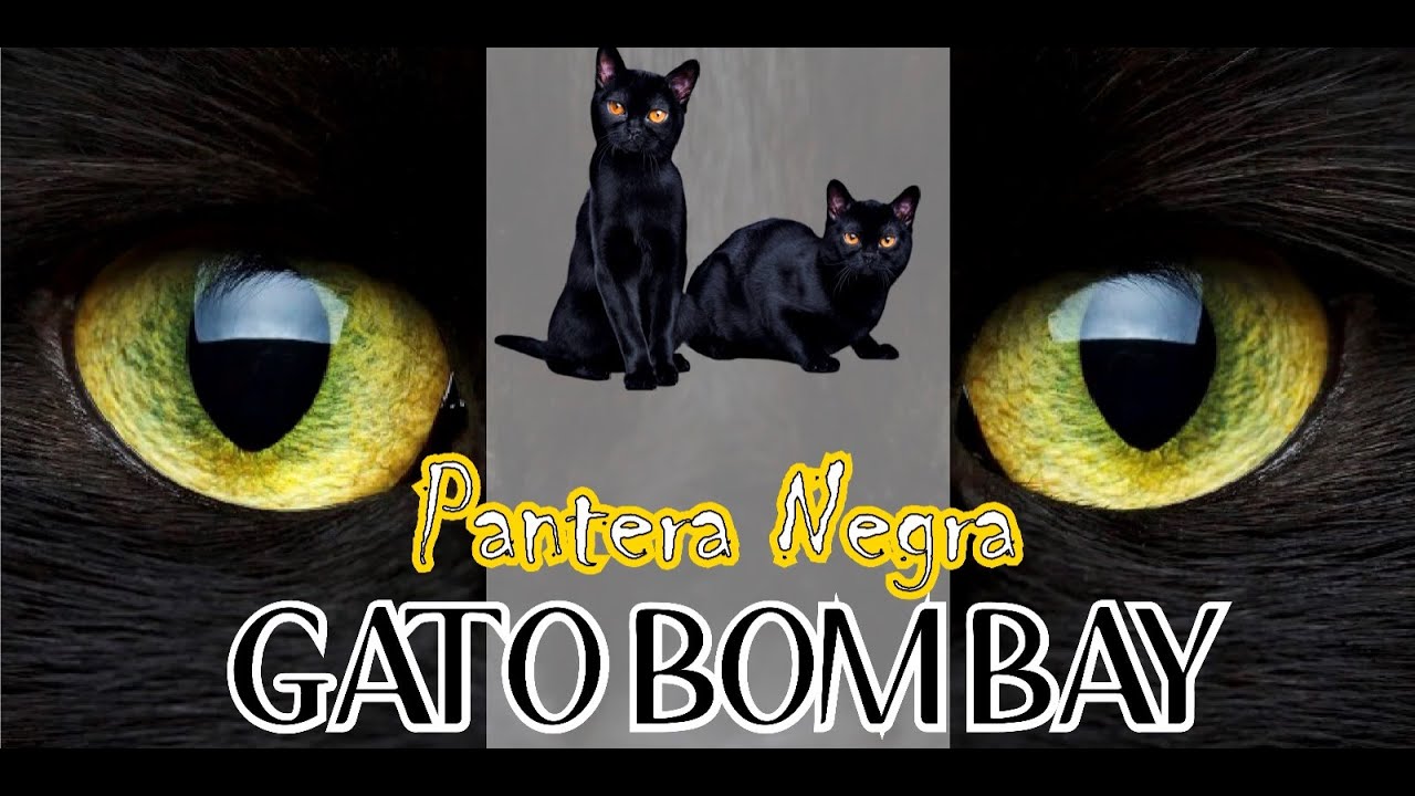 El Elegante Misterio del Gato Bombay: Historia y Orígenes Revelados ...