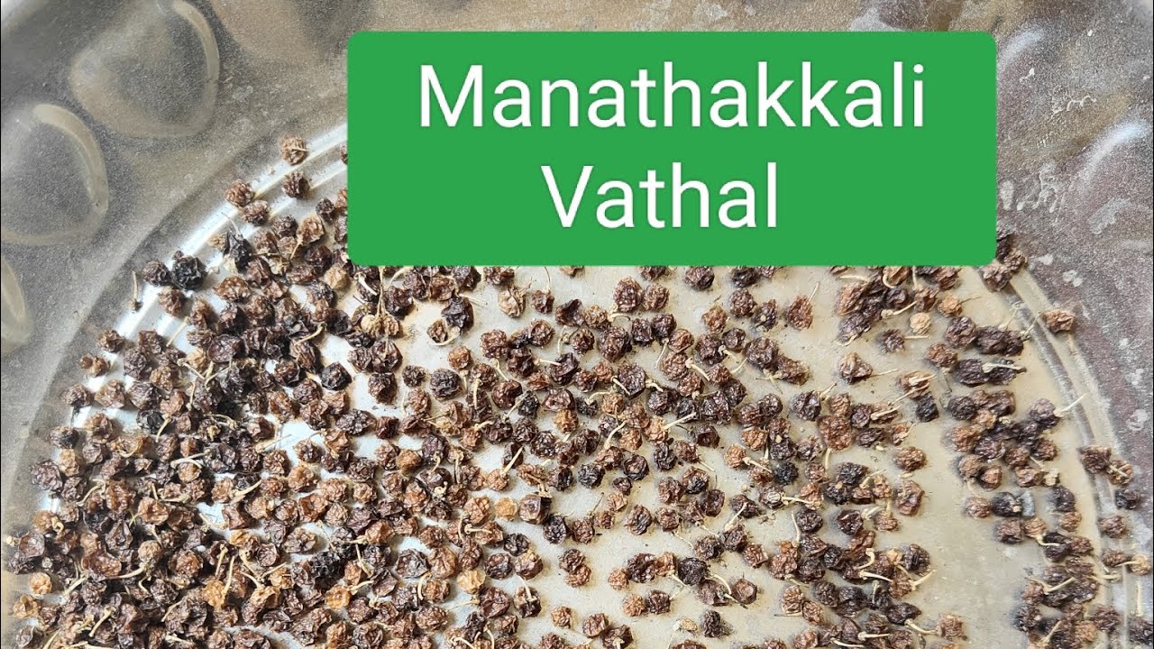 Manathakkali Vathal Preparation|மணத்தக்காளி பழம் வத்தல் செய்முறை💪#cookingwithammu#ammu #cwa# ...