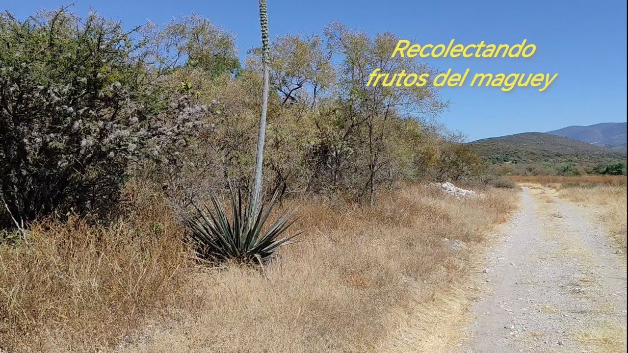 recolectando frutos del maguey conocidos como cacayas - YouTube