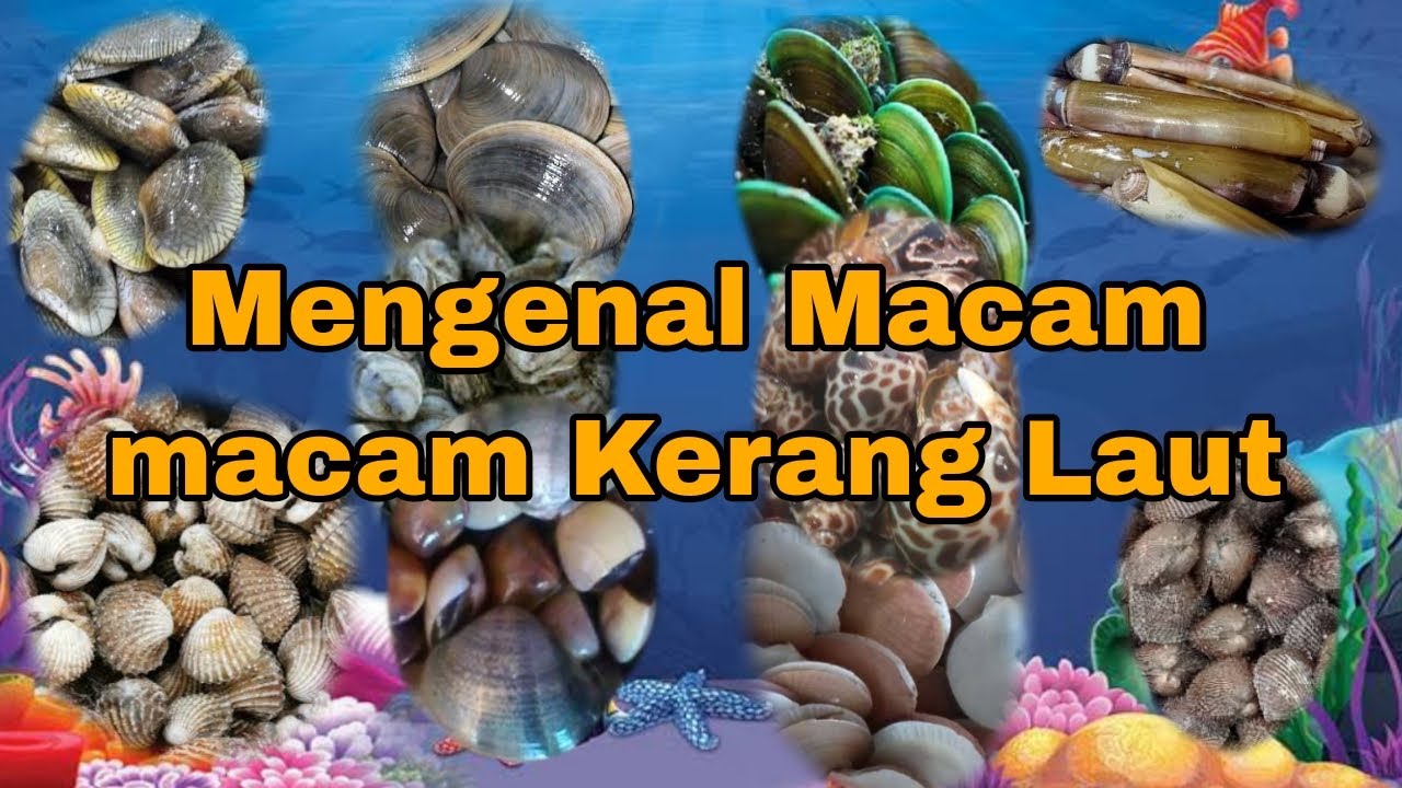 Mengenal Macam macam Kerang - YouTube