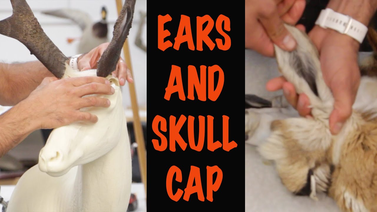 Pronghorn Antelope Ears and Skull cap. Art of Taxidermy - YouTube