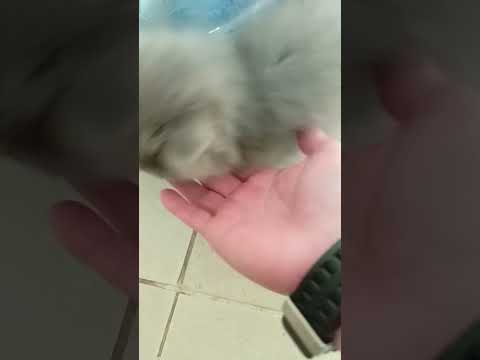 I Miss My Bon Bon (Stress Reliever) - Persian Cat