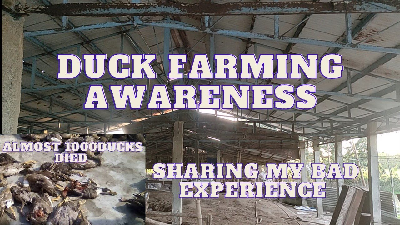 Bahay ng itik (lapag) part 2 Mga bagay na dapat nating malaman sa ...