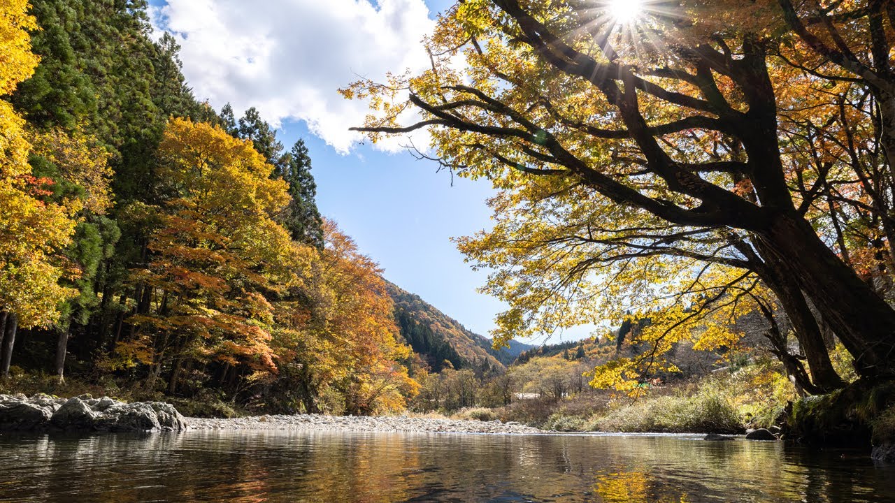Cinematic Autumn. Fall footage taken in Gifu Prefecture, Japan. # ...