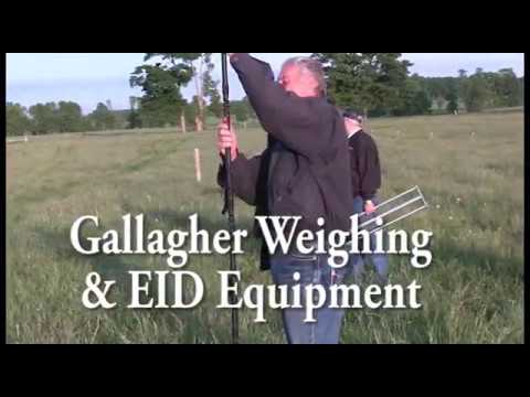 Gallagher Weighing and EID Equipment - YouTube