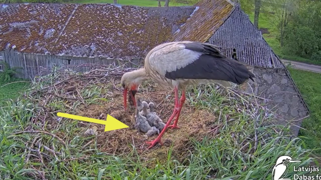 Fifth egg hatched in storks nest | White storks in Tukums | May 21 ...