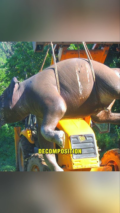 Animals That Explode Like Bomb After They Die #shorts - YouTube