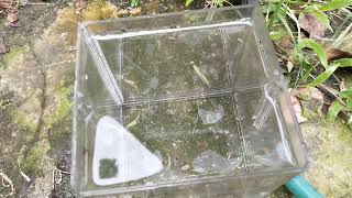 These Plant Seeds Can Explode If Placed on Water