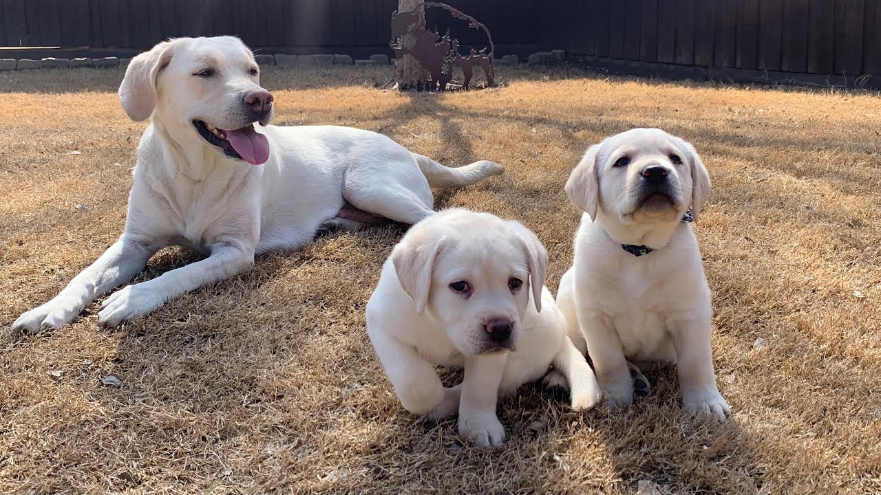 LIVE STREAM Puppies Playing OUTDOORS! LAST DAY All Together - 6 ...