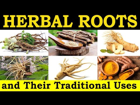 Most Common Medicinal Herbal Roots and Their Traditional Uses - YouTube