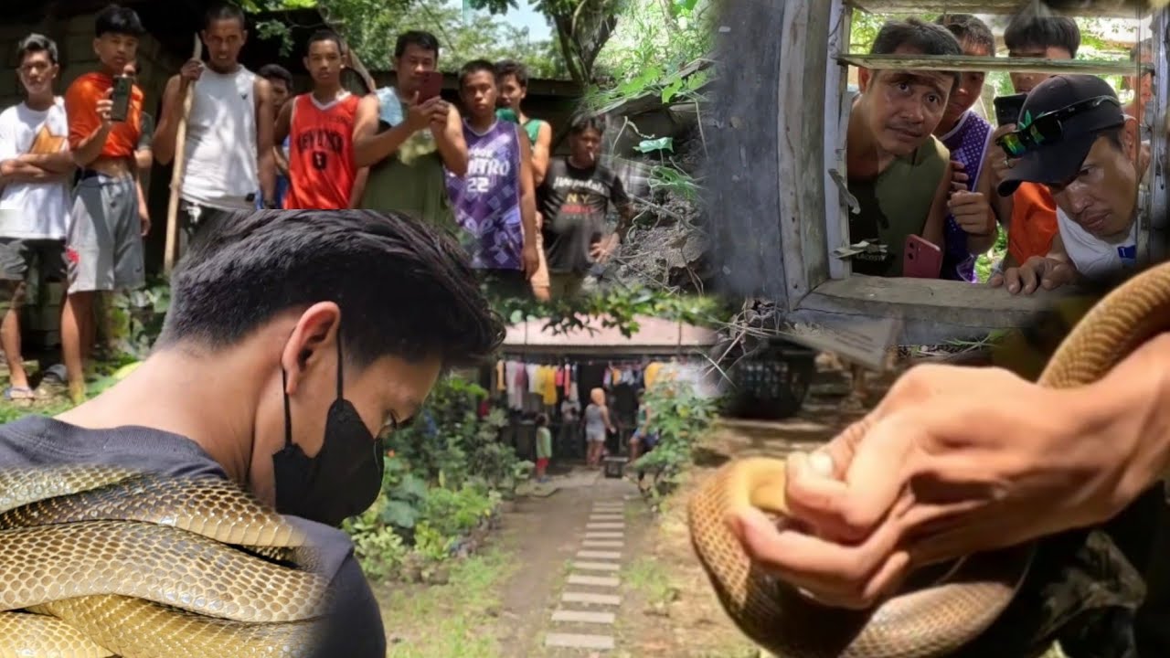 ANG PAMATAY NG COBRANG KINAKATAKUTAN NI COBRA PRINCE - YouTube