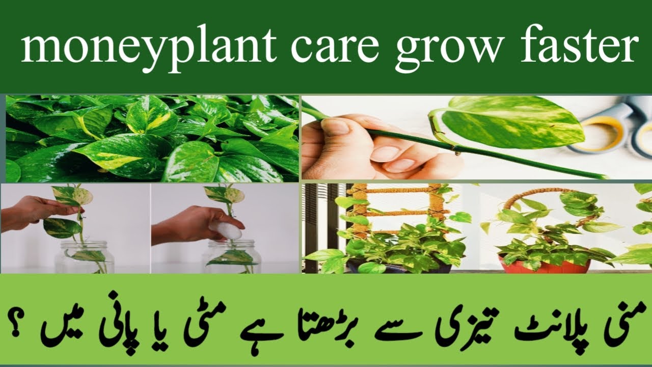 money plant |how to grow money plant underwater |mony plant in bottle water - YouTube
