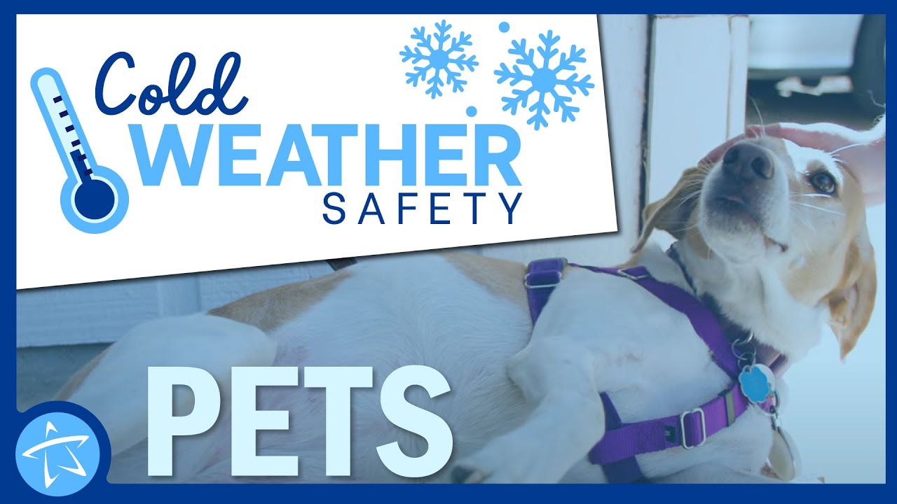 Cold Weather Safety: Taking Care your Pets - YouTube