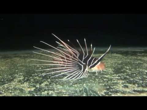 Dwarf lion fish p radiata in Bangladesh