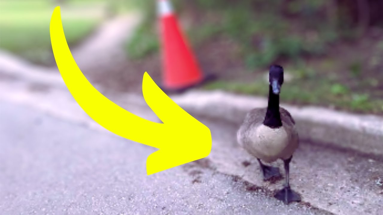 Up close to SO MANY geese at STORYBOOKS park - YouTube