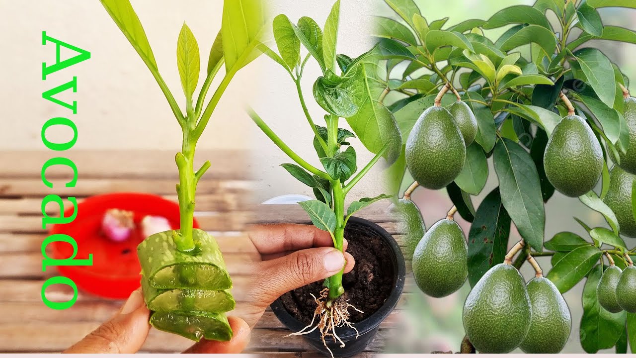 Since using this method, avocado trees can be propagated more quickly 2 ...
